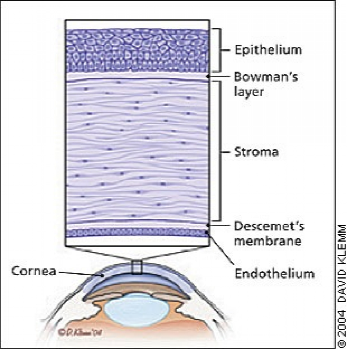 Anatomy Of The Cornea