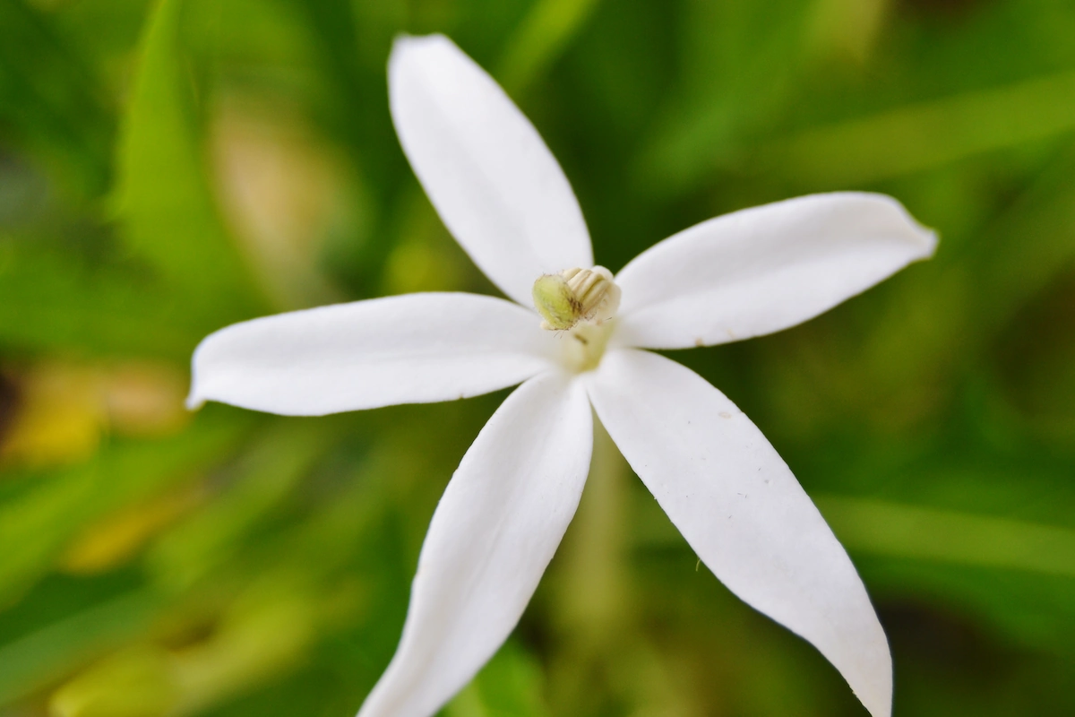 Manfaat Bunga Katarak (Kitolod), Benarkah Bisa Mengobati Katarak? - JEC ...